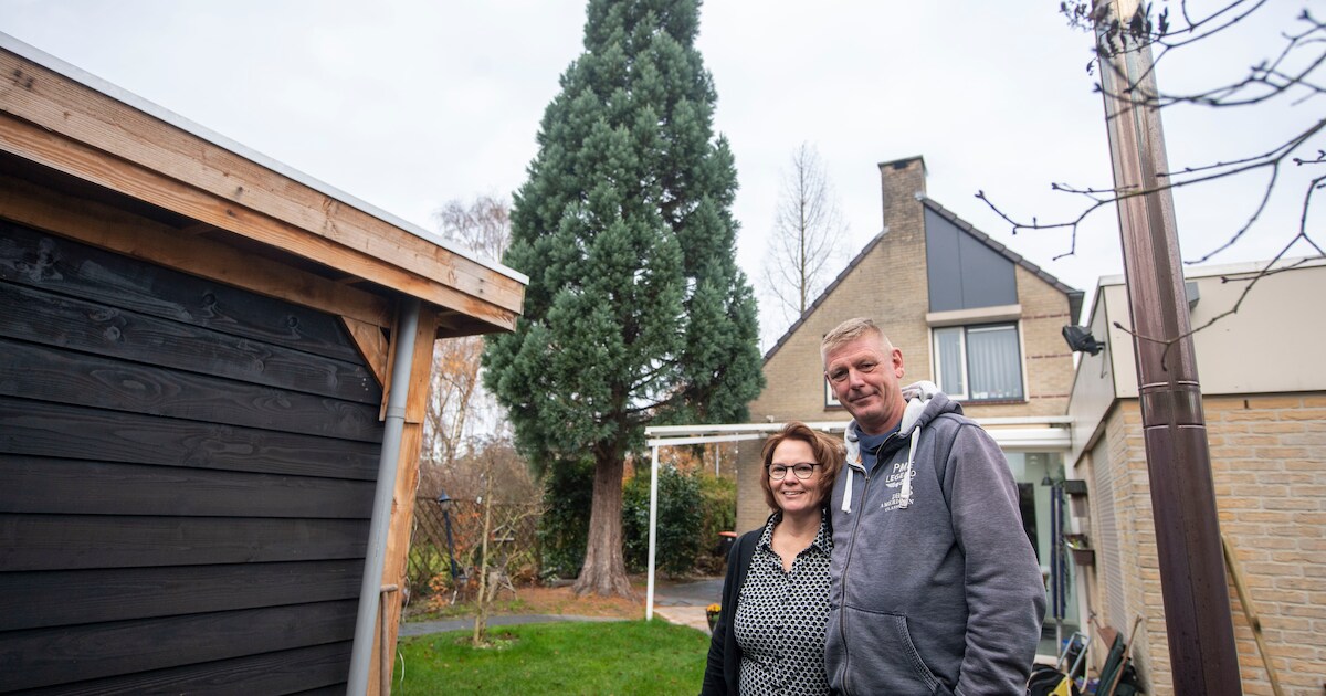 De mammoetboom van Bert en Els staat zaterdag als kerstboom in centrum ...
