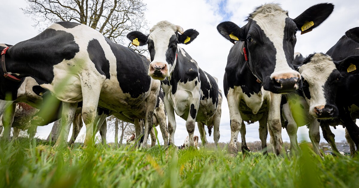 Melkveehouders kunnen mest niet kwijt: ‘Lol van het boeren is er voor ...