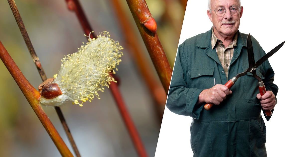 Een treurwilg is een boom waar je ook in de winter van geniet | Wonen ...