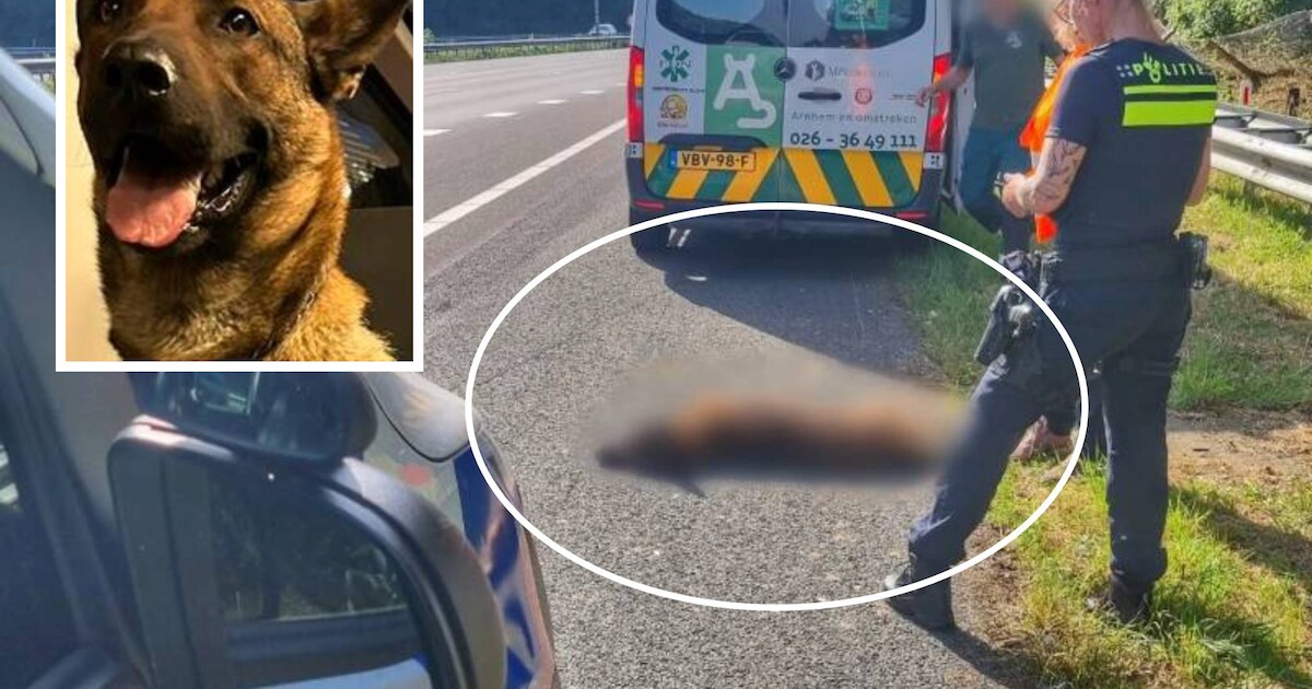 Roosje ontsnapte altijd naar buiten, nu is ze dood: ‘Had ik maar ...