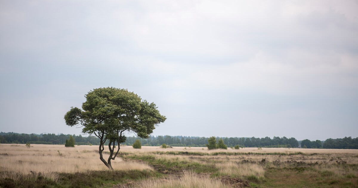 Natuur in het Wierdense Veld wordt slechter: ‘Direct maatregelen nodig ...