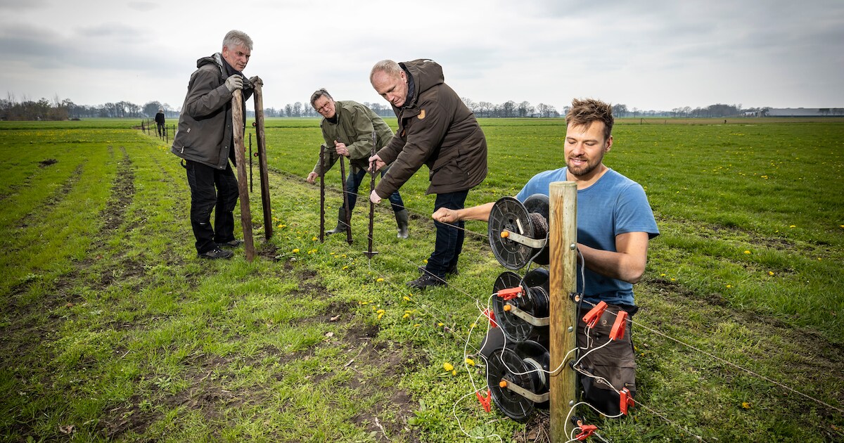 Wulp is kansloos tegen vos in Albergen en dreigt te verdwijnen ...