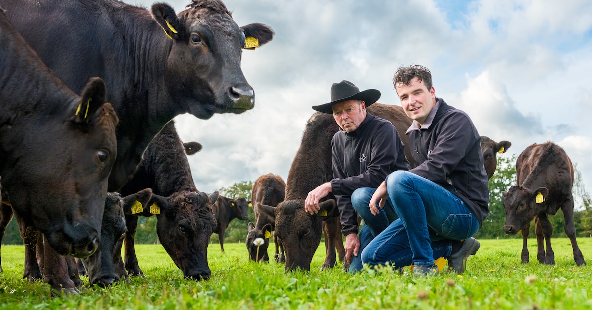 Wilfried runt de enige boerderij in Twente met wagyu-koeien, zoon Imco ...