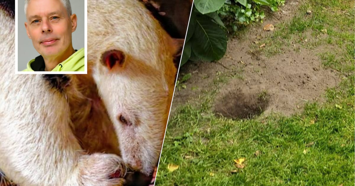 Help! Welk dier graaft er ’s nachts nu zo’n enorm gat in m’n tuin ...