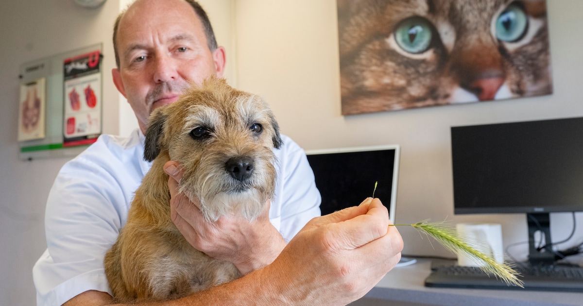 Help, mijn hond heeft een grasaar! Dit moet je doen als je de ...