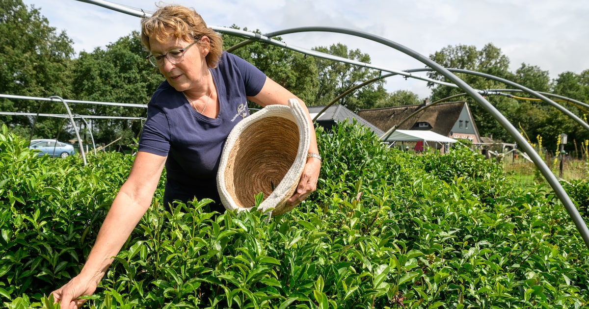 Na een bezoek aan deze theeplantage net buiten Twente drink je nooit ...