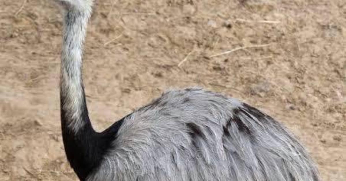 Loopvogel schrikt zich rot van maishakselaar en gaat ervandoor: wie ...