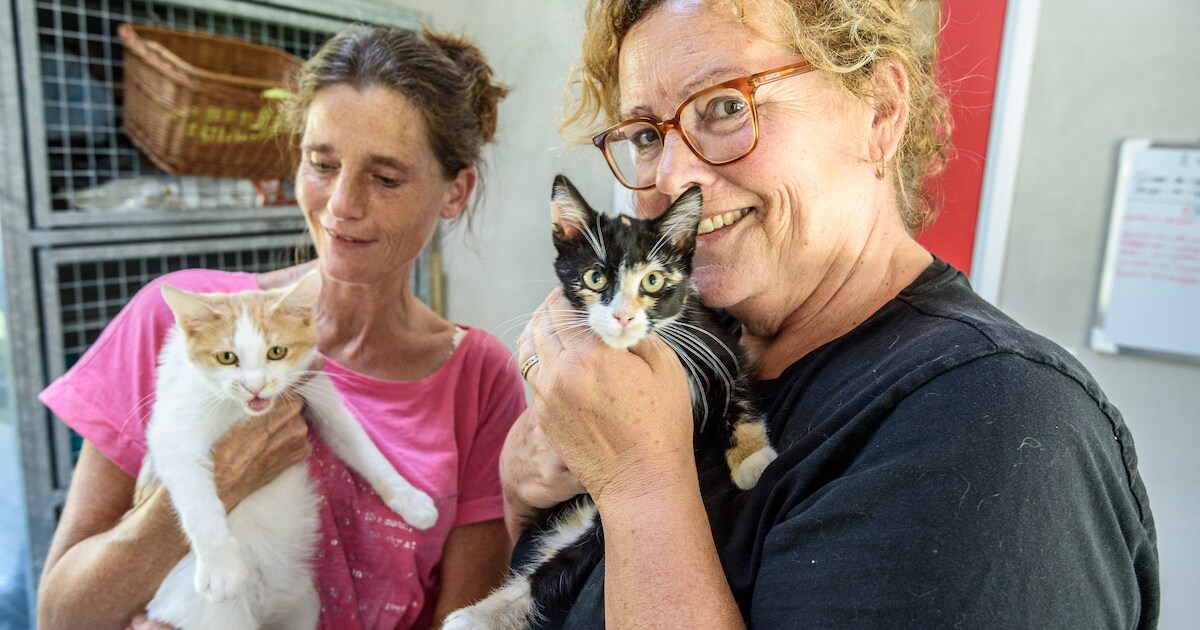Arts onbetaalbaar en coronagezelschap niet meer nodig: dieren massaal ...