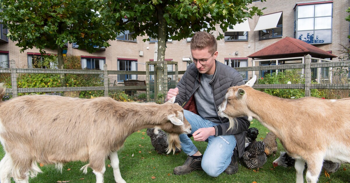 Wie wil de geiten en kippen van Sytse (21) uit Goor? ‘Het zijn echte ...
