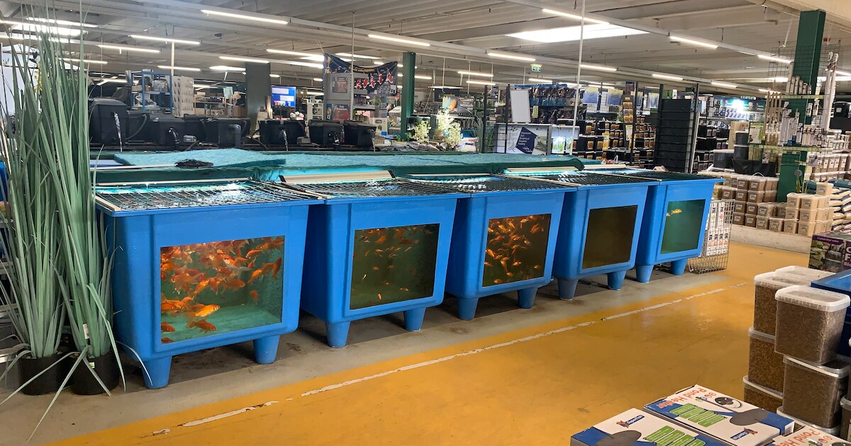 Incident of lapt Tuincentrum Oosterik de regels voor dierenwelzijn aan ...