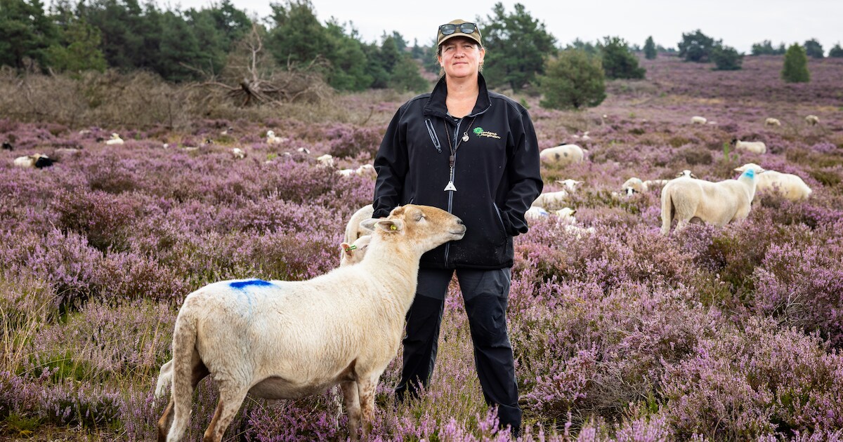 Schaapskuddes die natuurgebieden afgrazen in zwaar weer: ‘We houden het ...