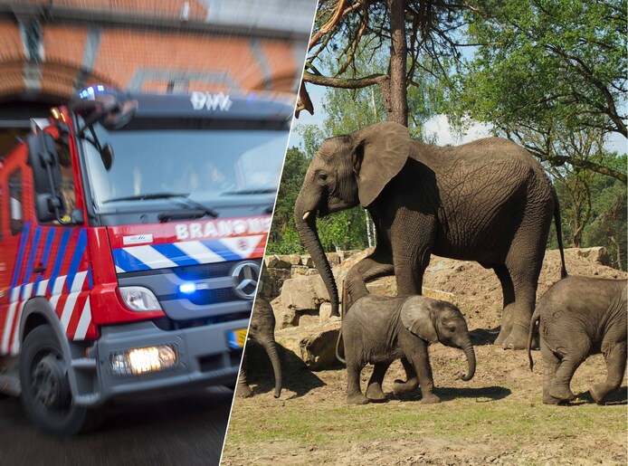 Zeer grote brand in Safaripark Beekse Bergen, dieren niet in gevaar | Binnenland | tubantia.nl