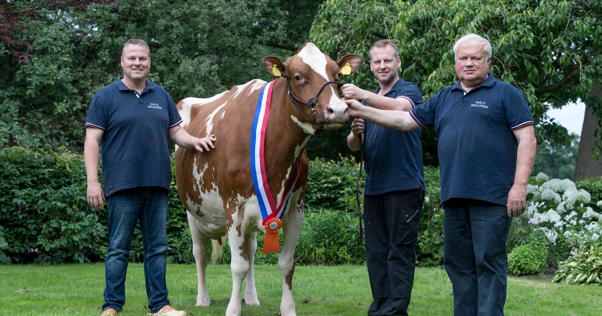 Hoe een kieskeurige dame uit Wierden de mooiste koe van Nederland werd ...