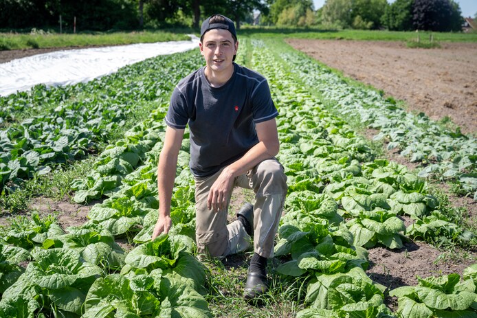 Eerste oogst van Herenboeren Oale Esch op Twickel in aantocht | Borne ...