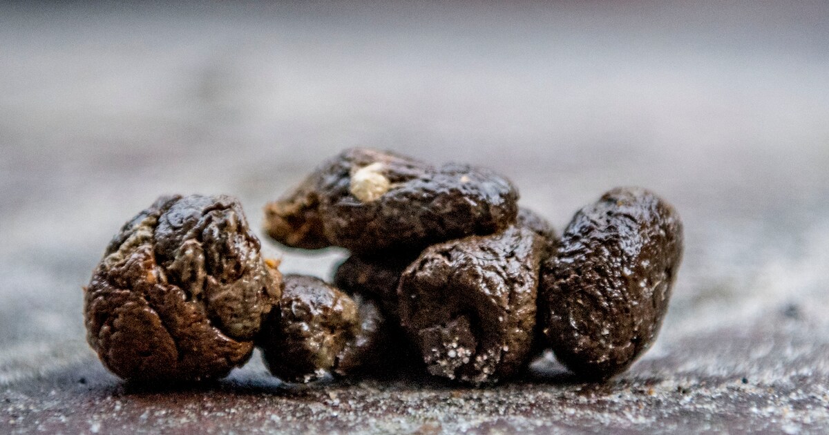 Poepende hond leidt tot straatgevecht in Westerhaar | Twenterand ...