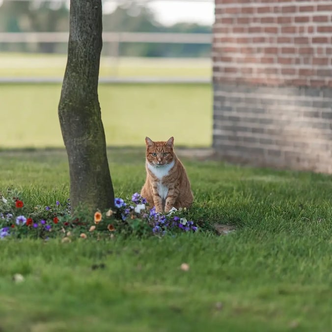 Heb jij Macho of Harry gezien? Deze twee huisdieren worden in ...