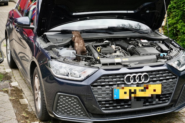 Brandweer denkt kat uit auto te jagen, maar dan kruipt er iets anders ...