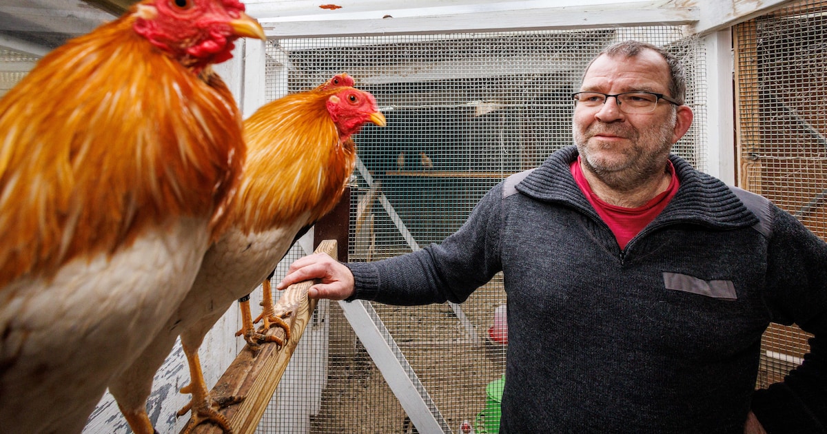 Kippenras Twentse kriel steeds zeldzamer, maar hobbyfokker Robert houdt hoop: ‘Vroeger had ik ...