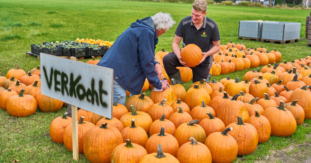 Misoogst pompoenen? Gerben zet er gewoon een paar plantjes bij | Almelo ...