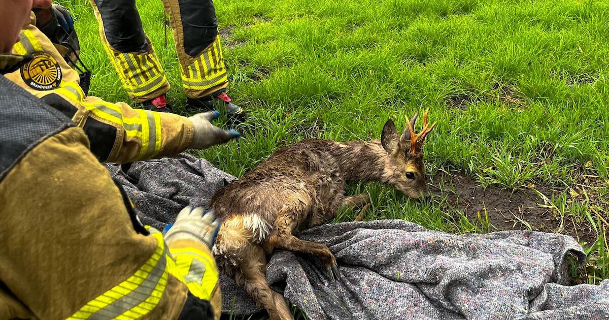 Vissers in Daarlerveen zien reebok in nood, brandweer redt dier uit ...