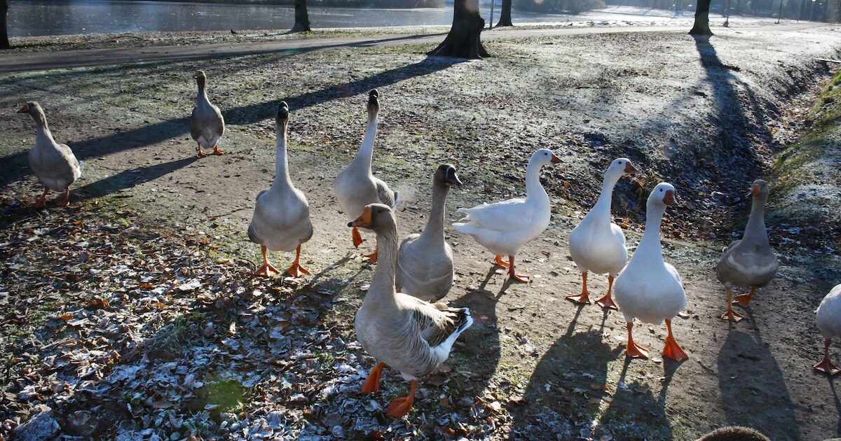 Grasland naast rivieren en plassen verhoogt kans op vogelgriep ...