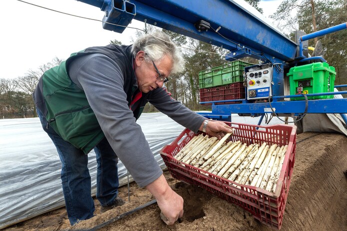 Gelderse aspergeteelt in de lift: hier komt het ‘witte goud’ vandaan ...