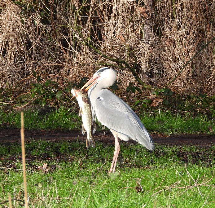 Hoe een reiger in Twente zich (bijna) verslikt in snoek | Natuur ...