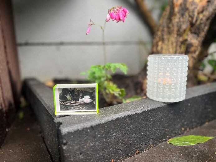 Volle Twentse asiels, ontheemde dieren: ‘Op een dag kwam kat Sammy ...