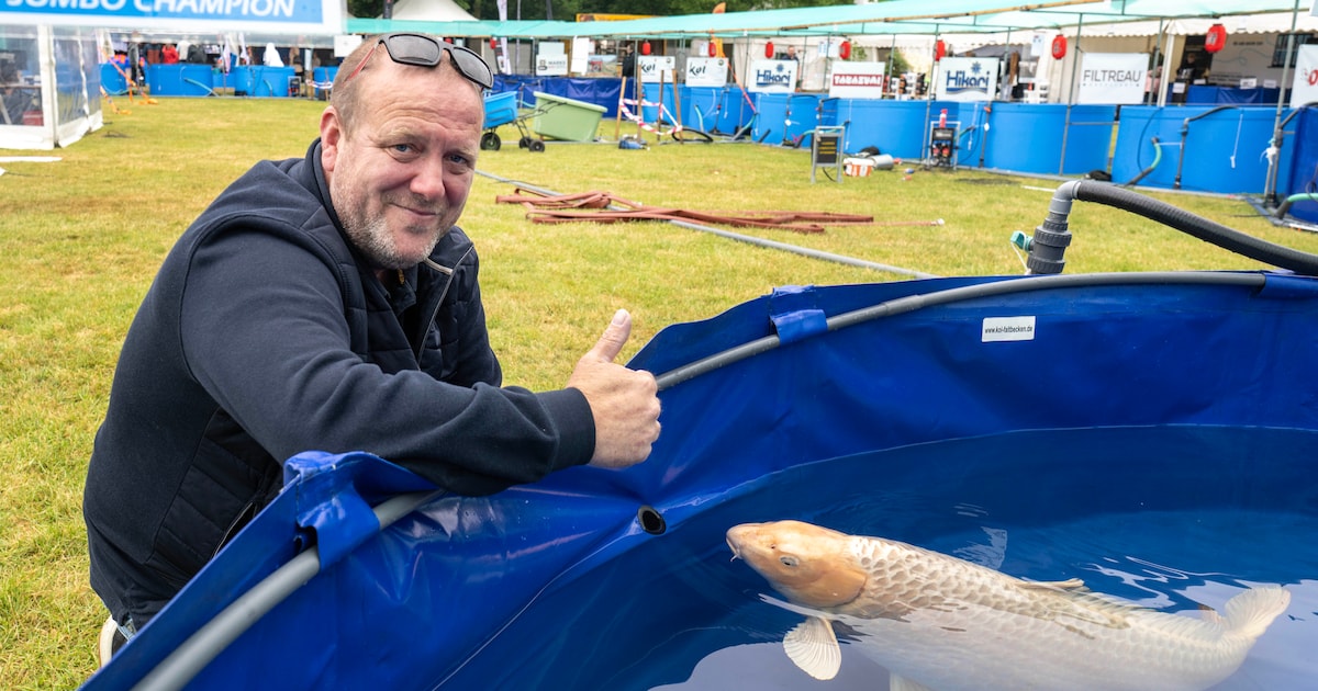 De 1.01 meter grote koikarper van Raymond is de mooiste van allemaal in Oldenzaal | Oldenzaal ...