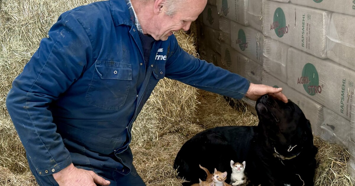 Als kat en hond: Labrador brengt vier jonge poesjes groot op boerderij ...