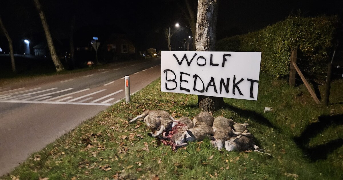 ‘Wolf bedankt’: boer legt dode schapen langs de weg | Binnenland | Tubantia.nl