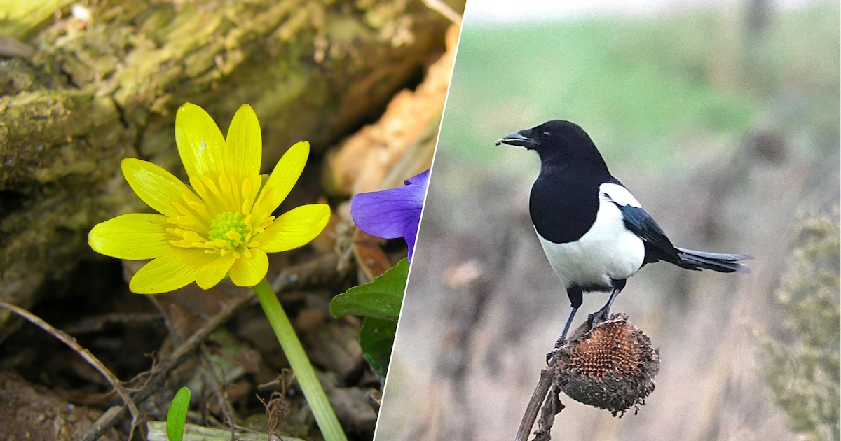 Zorgen om ‘abnormale’ temperatuurwisselingen: vogels denken al dat het ...