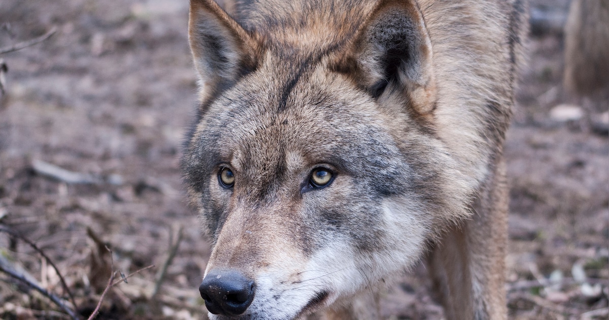 Was dood van dwergezel in Vriezenveen het werk van een wolf ...